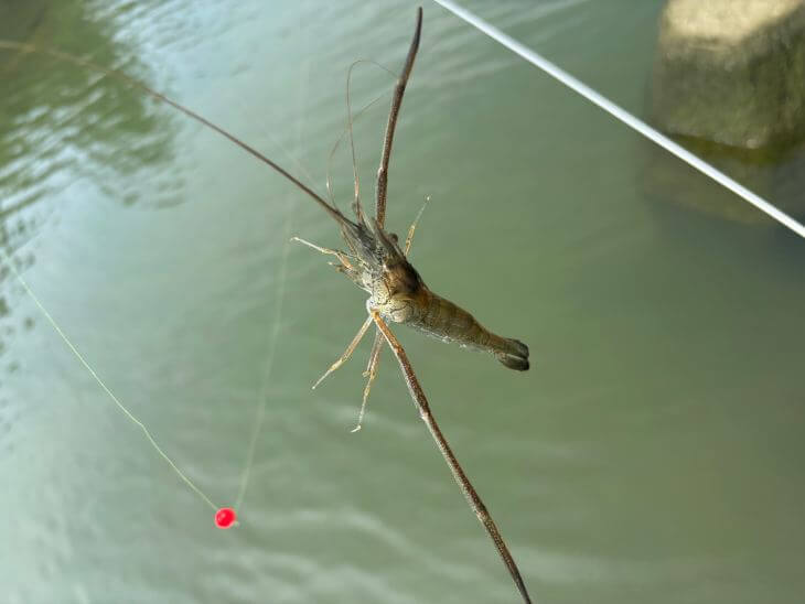 【テナガエビ釣り】潮位によって居場所が変わる｜娘と今回も爆釣！（2025-2）