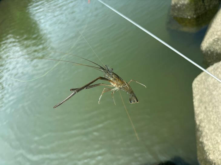 【テナガエビ釣り】潮位によって居場所が変わる｜娘と今回も爆釣！（2025-2）